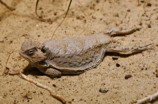 www.Zootierliste.de