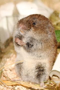 ZootierlisteHomepage