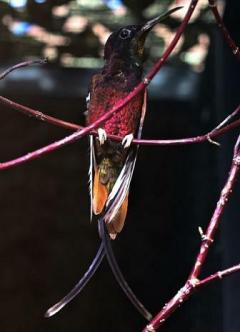 ZootierlisteHomepage