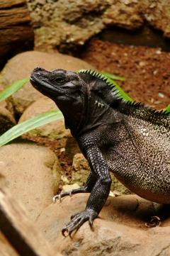 www.Zootierliste.de