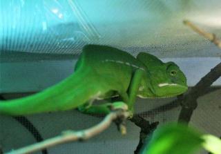 ZootierlisteHomepage