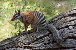 ZootierlisteHomepage