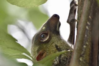 ZootierlisteHomepage