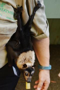 ZootierlisteHomepage