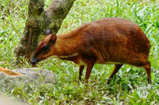 ZootierlisteHomepage