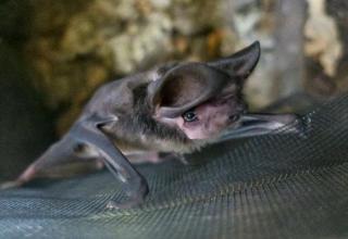 ZootierlisteHomepage